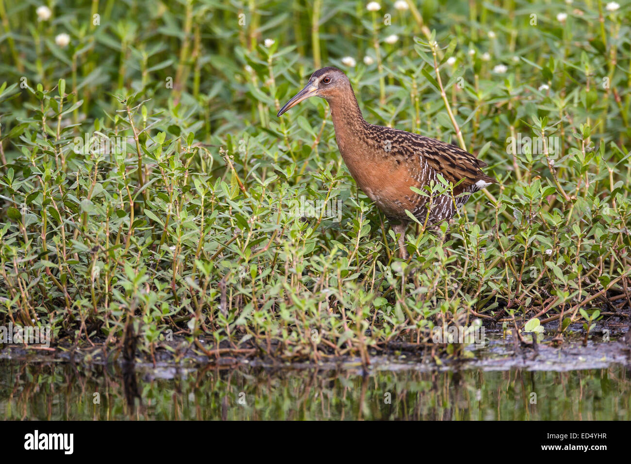 King rail hi-res stock photography and images - Alamy