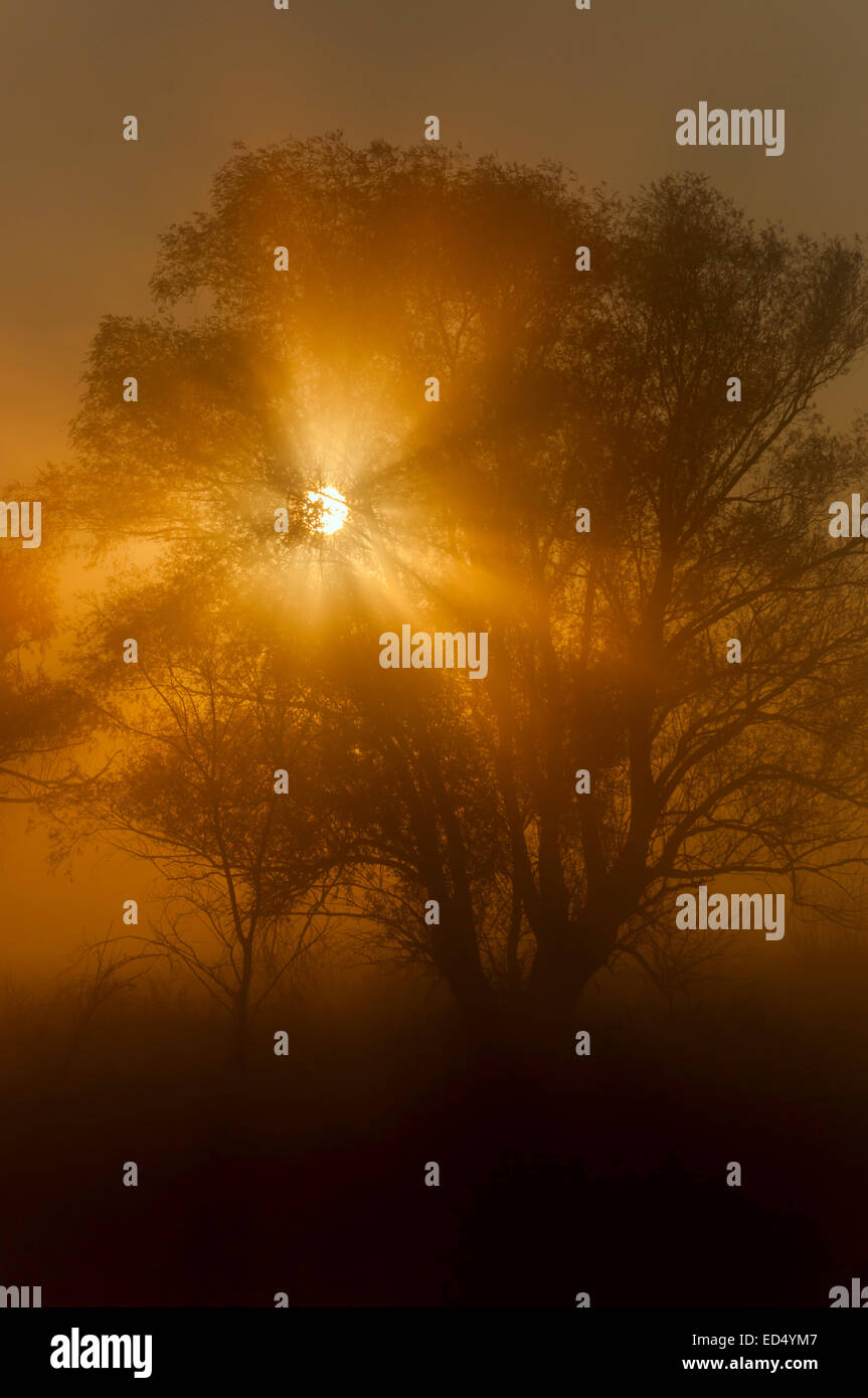 Night forest moonlight beams hi-res stock photography and images - Alamy