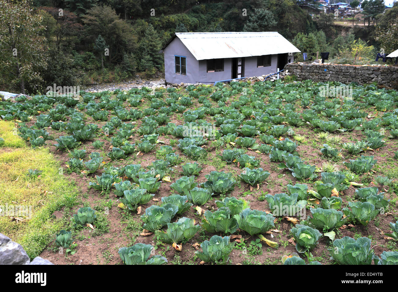 Agricultural crops growing in Phakding village, Sagarmatha National ...