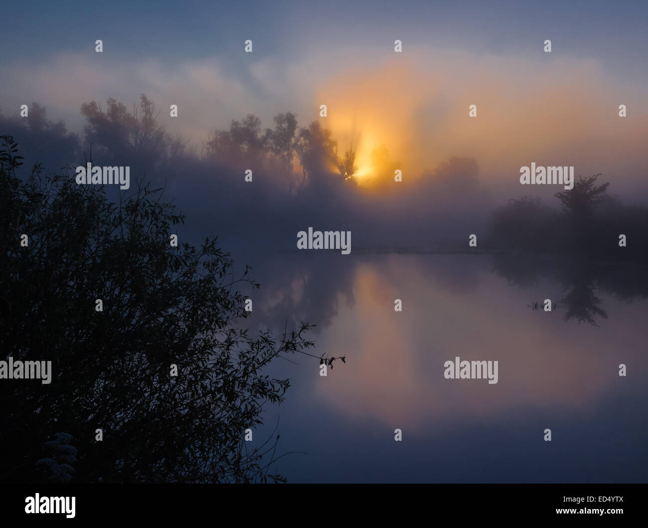 Tree forest beams god rays hi-res stock photography and images - Alamy