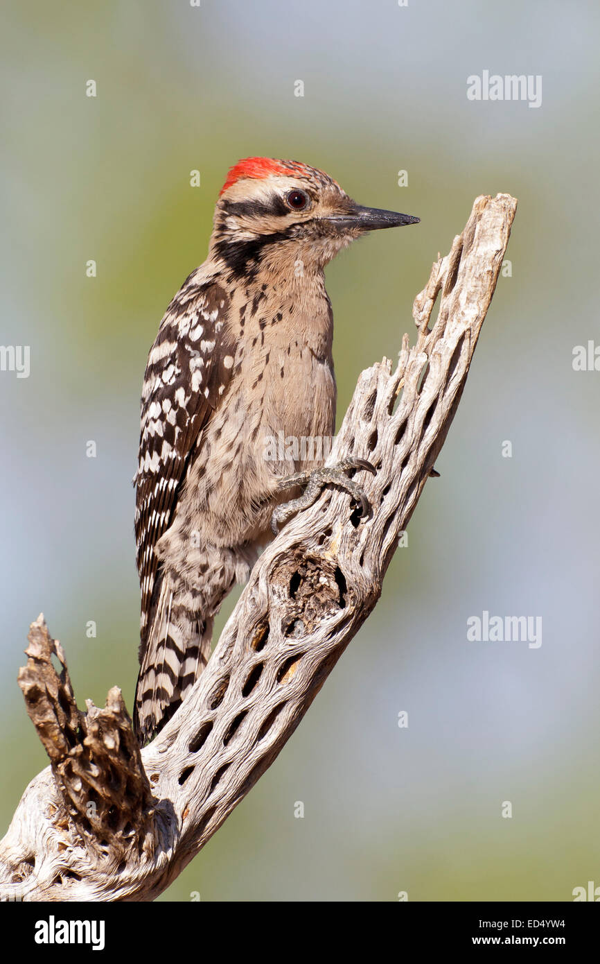 Ladder backed woodpeckers hi-res stock photography and images - Alamy