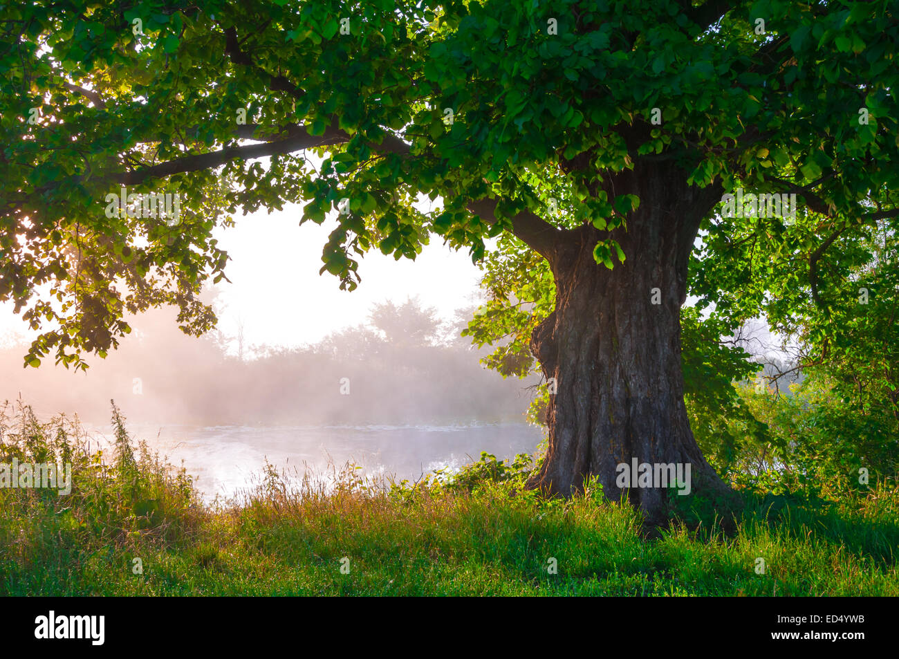 Oak tree in full leaf in summer standing alone Stock Photo - Alamy
