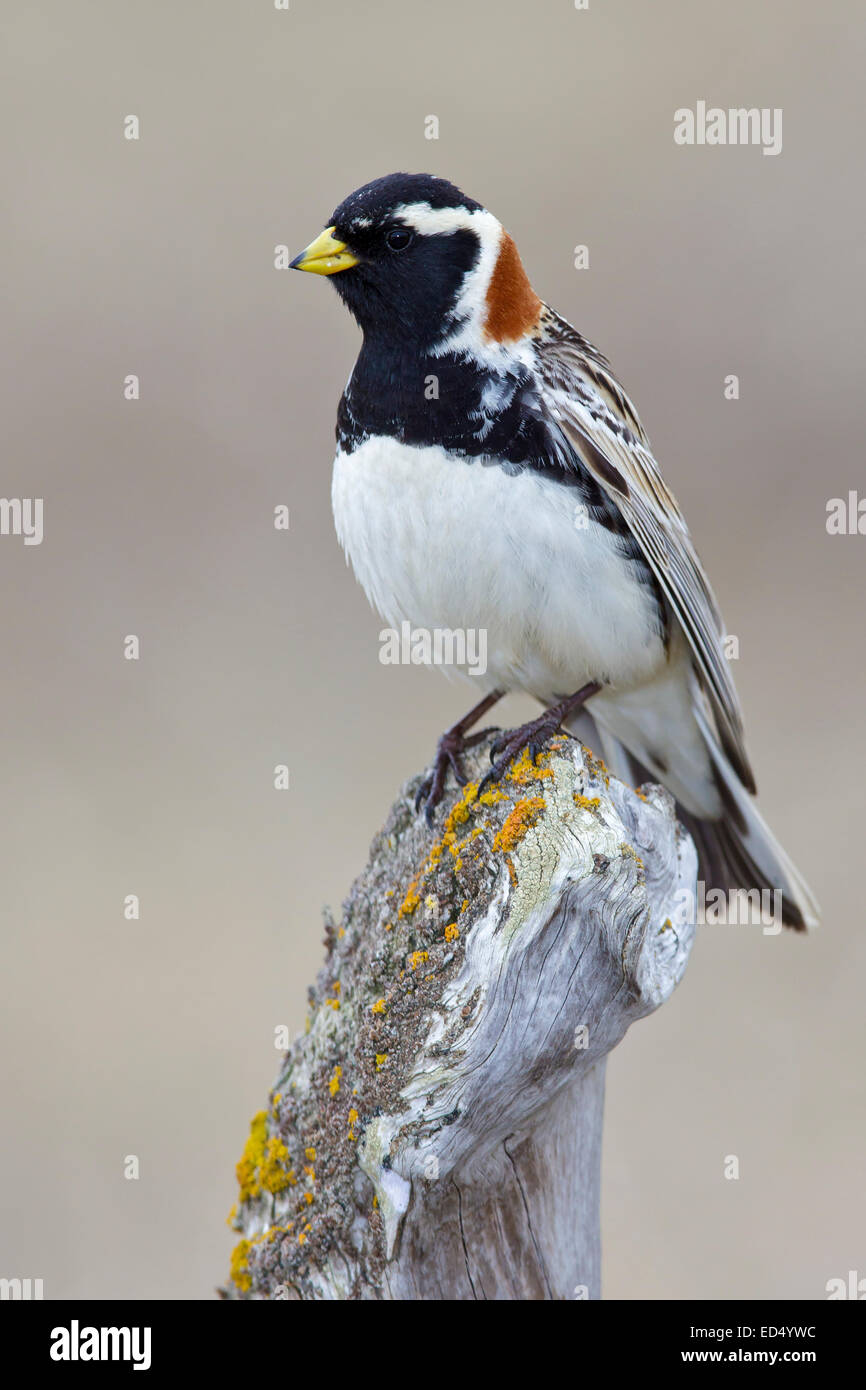Lapland Longspur - Calcarius lapponicus - breeding male Stock Photo - Alamy