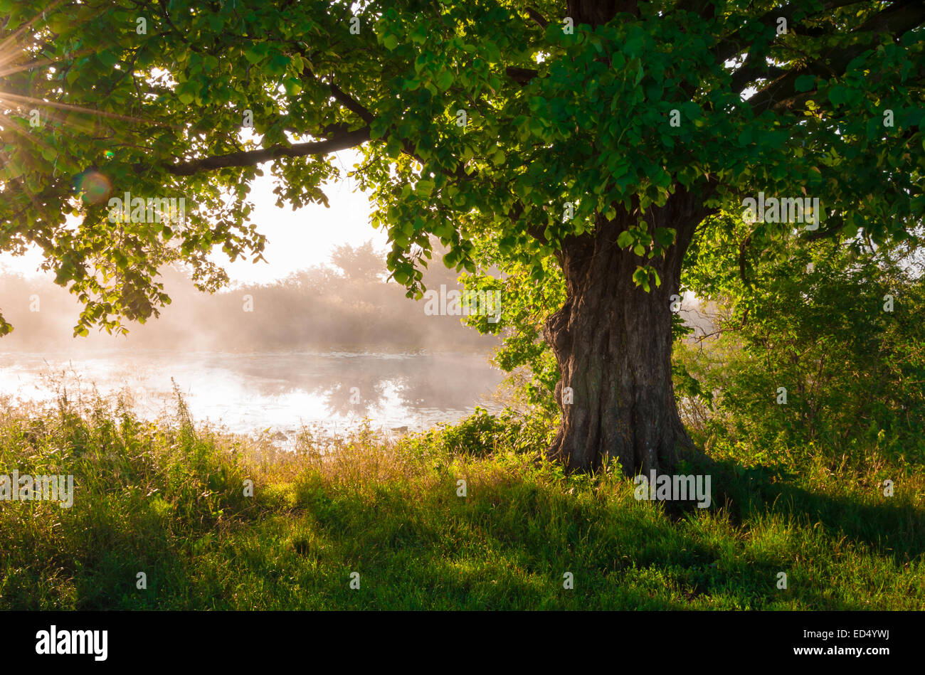 Oak tree in full leaf in summer standing alone Stock Photo - Alamy
