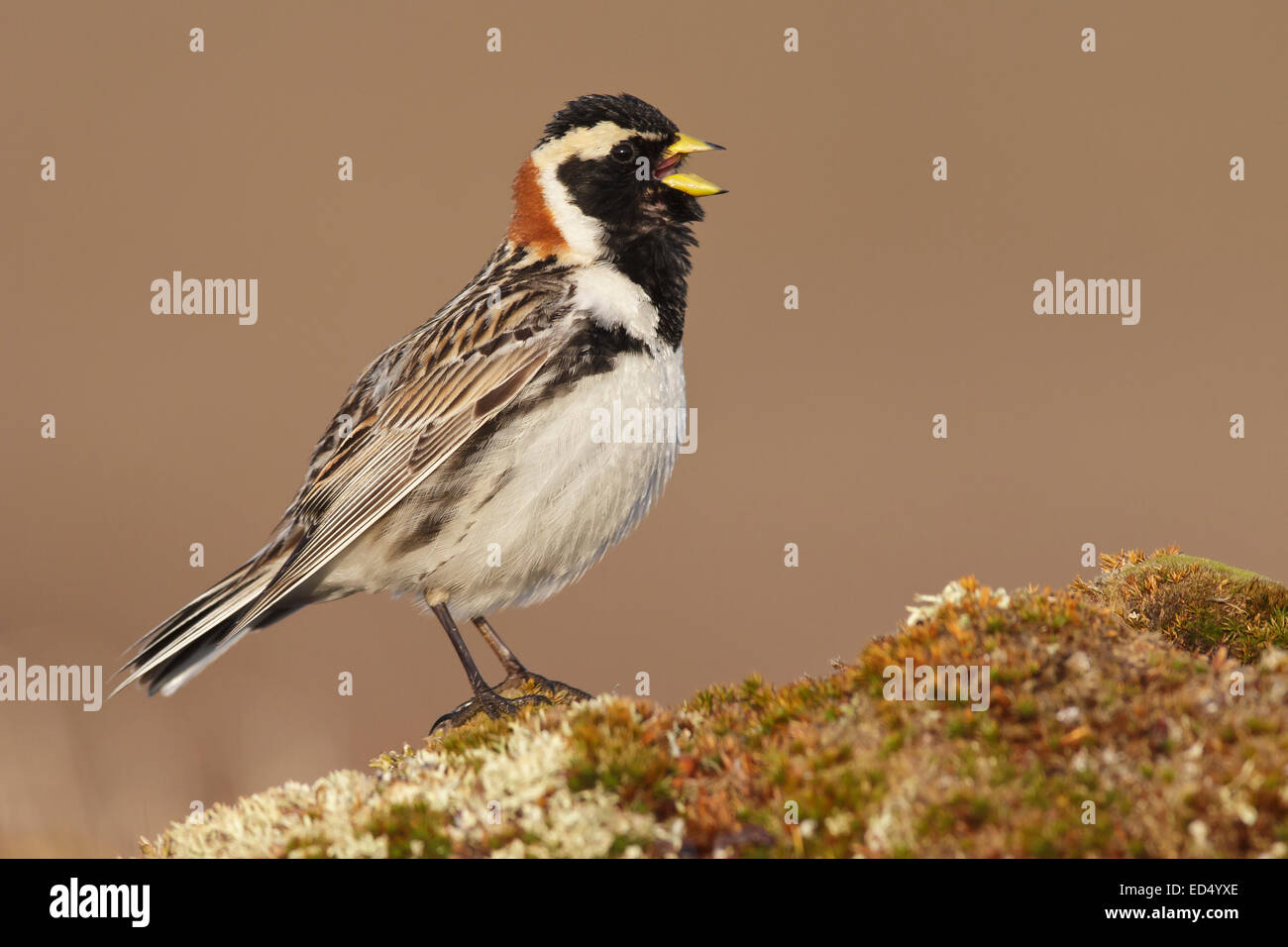Lapland Longspur - Calcarius lapponicus - breeding male Stock Photo - Alamy