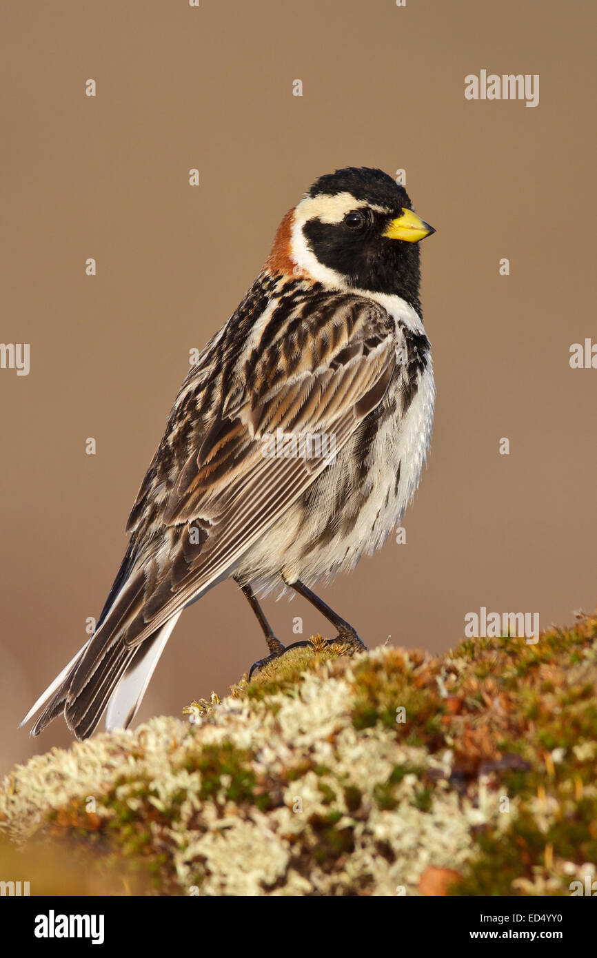 Lapland Longspur - Calcarius lapponicus - breeding male Stock Photo - Alamy