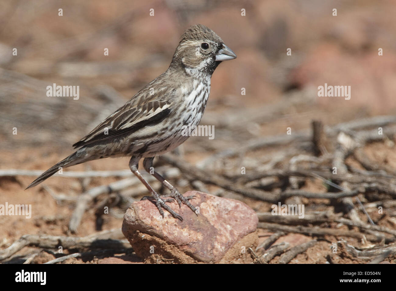 Lark Bunting - Calamospiza melanocorys - non-breeding male Stock Photo ...