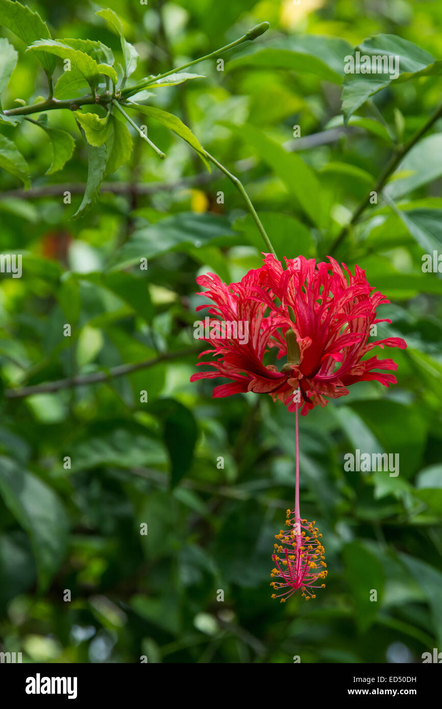Types Of Red Tropical Flowers at Juan Maguire blog