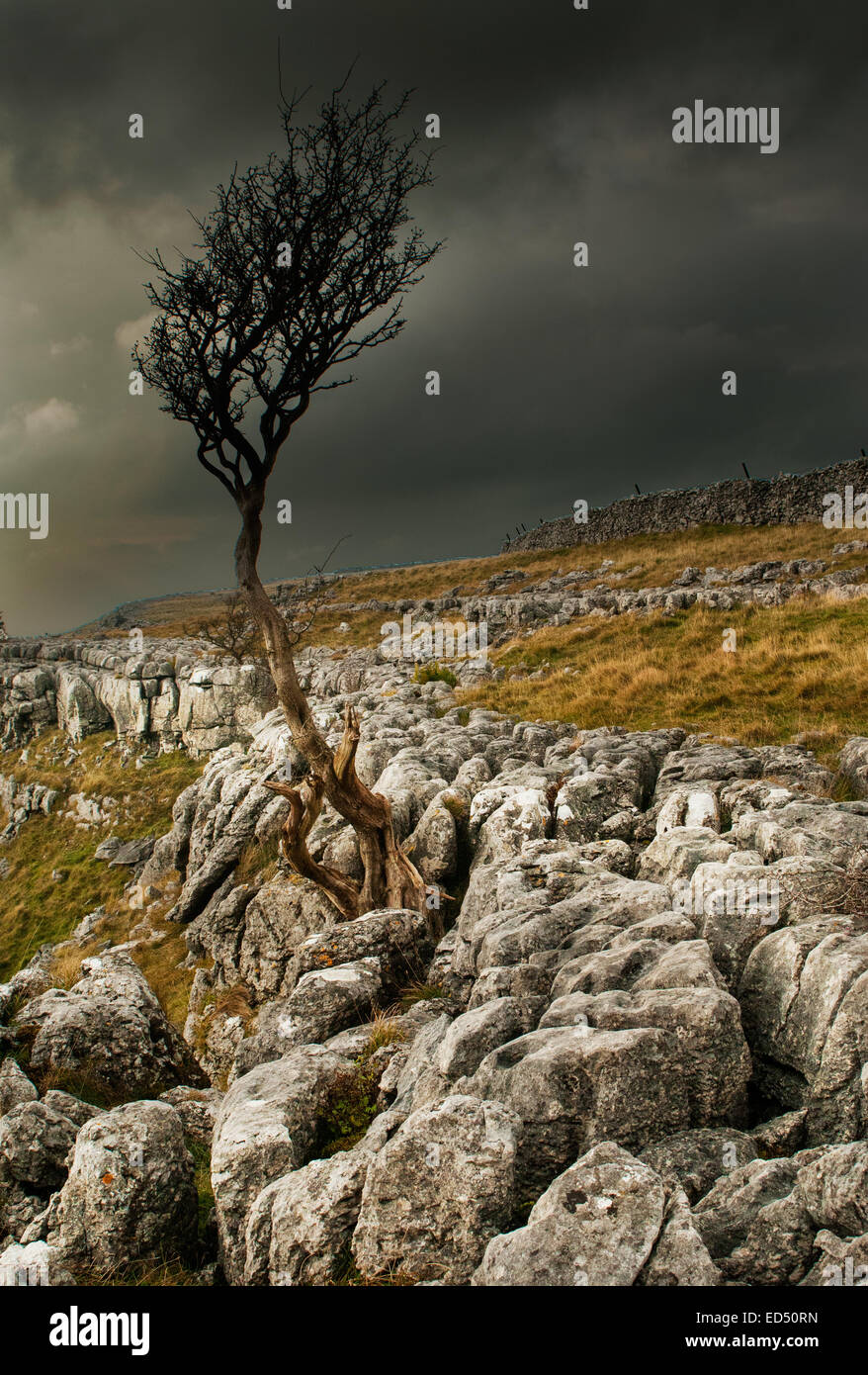 A lone tree at Twistleton Scar, Ingleton in the Yorkshire Dales ...