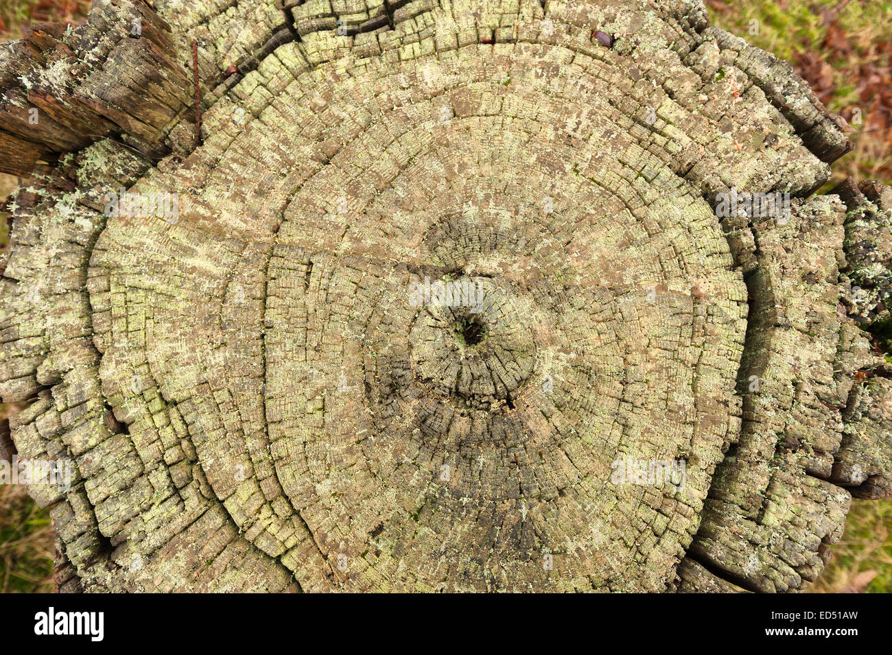 Medullary rays hi-res stock photography and images - Alamy