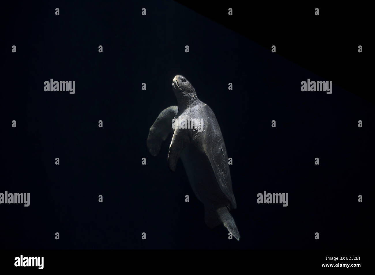 Monochromatic sea turtle Stock Photo - Alamy