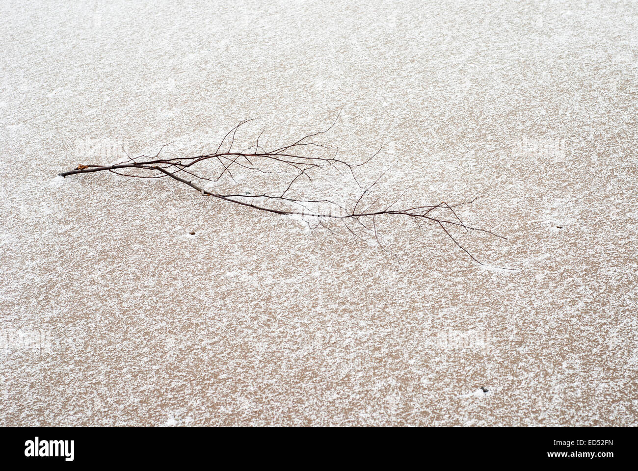 small branch on the sand Stock Photo - Alamy