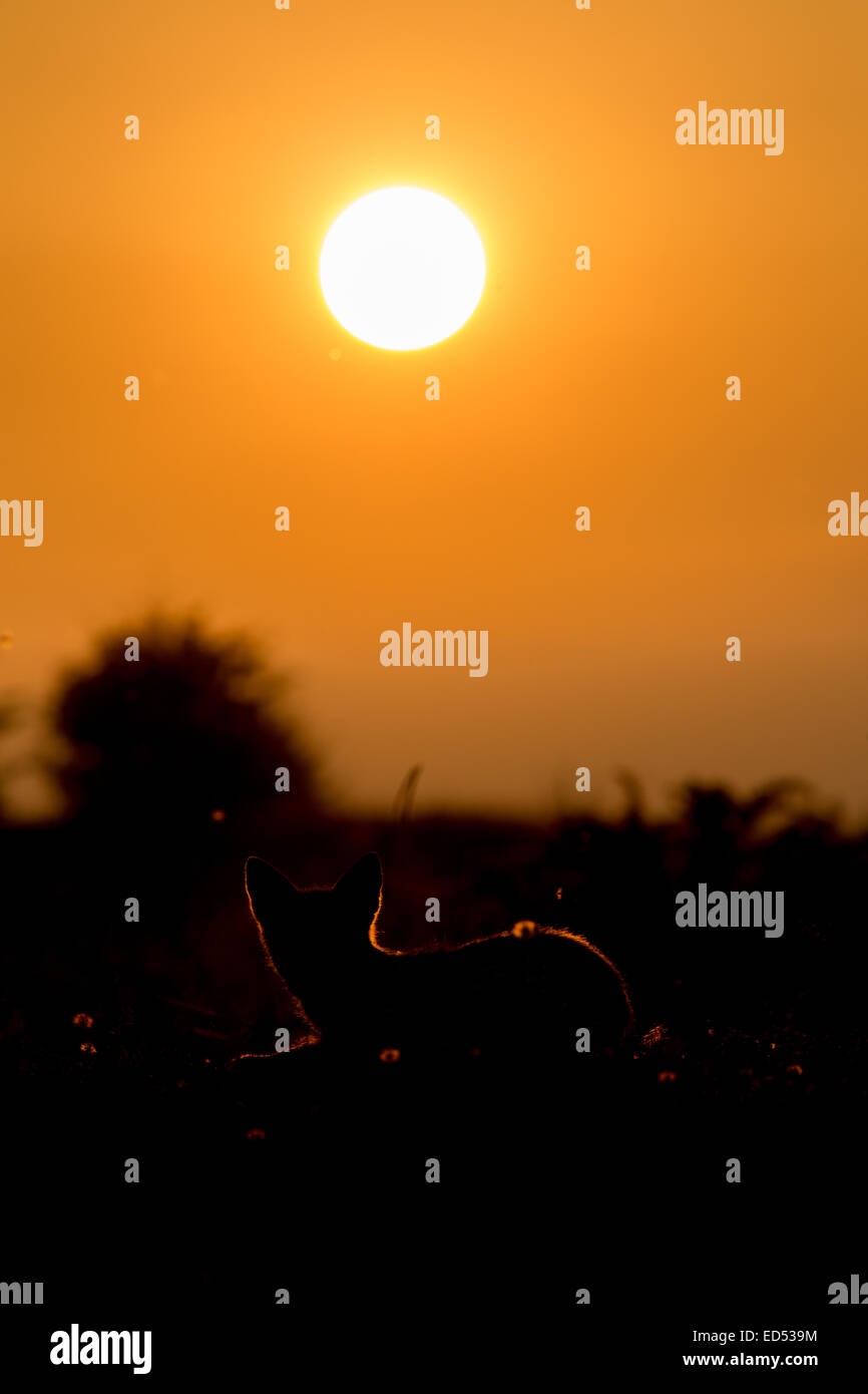 Fox sunset hi-res stock photography and images - Alamy