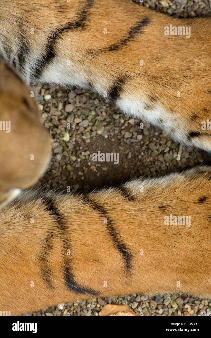 Tiger paw hi-res stock photography and images - Alamy