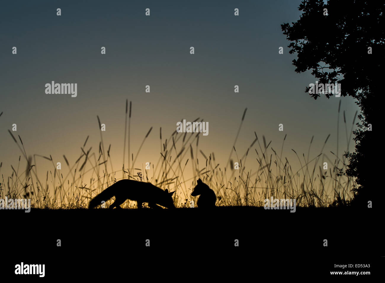 Fox silhouette hi-res stock photography and images - Alamy