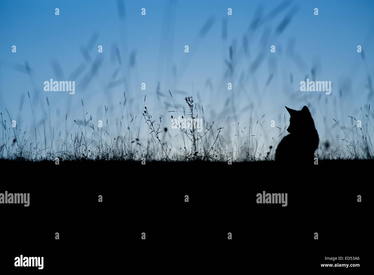 Fox at night hi-res stock photography and images - Alamy