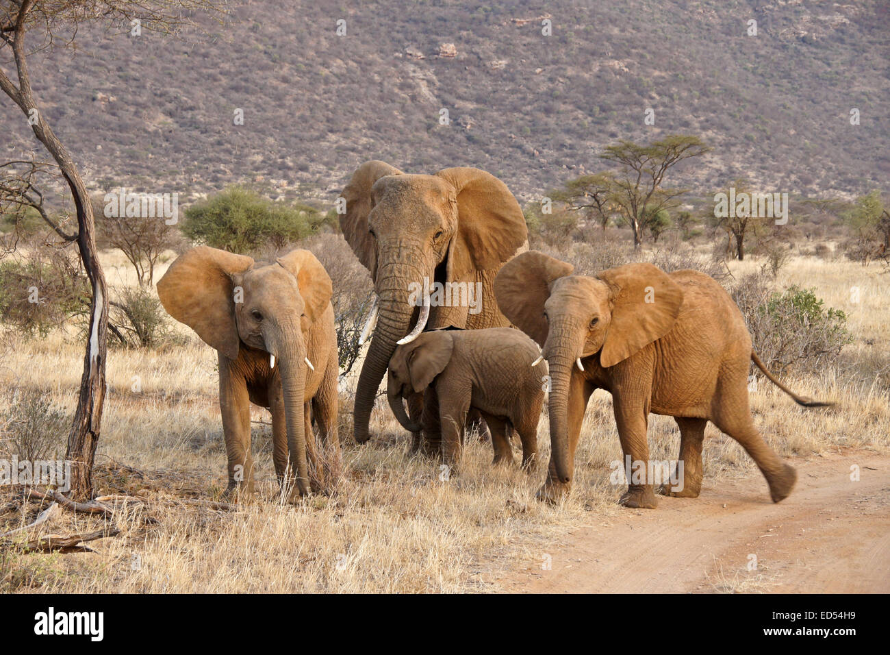 Elephant herd female hi-res stock photography and images - Alamy