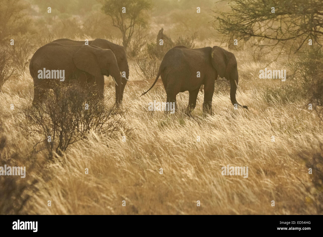 African grazing animals hi-res stock photography and images - Alamy