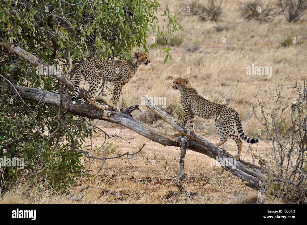 Young cheetahs on play tree, Samburu, Kenya Stock Photo - Alamy