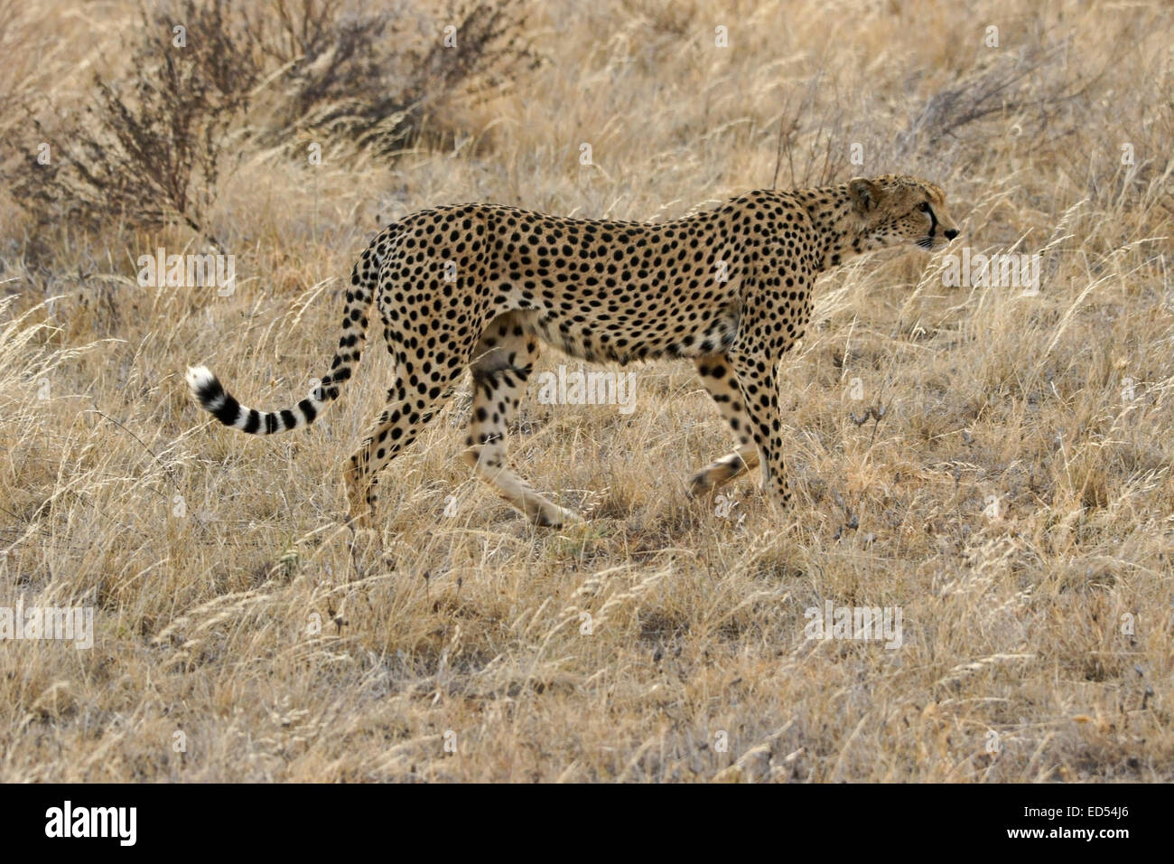 Cheetah walking hi-res stock photography and images - Alamy
