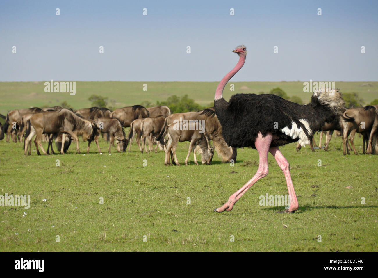 Male Masai ostrich, in pink mating color, walking among wildebeests ...