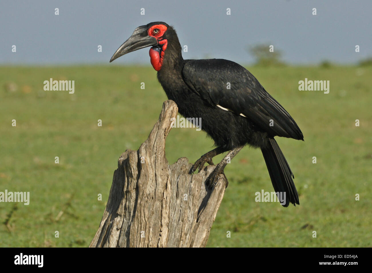 Ground hornbill sitting on tree stump, Masai Mara, Kenya Stock Photo ...