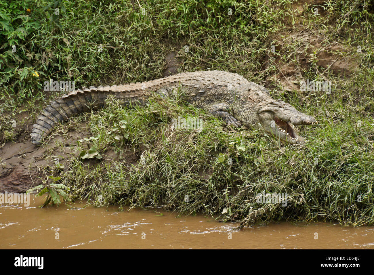 Sleeping crocodile hi-res stock photography and images - Alamy