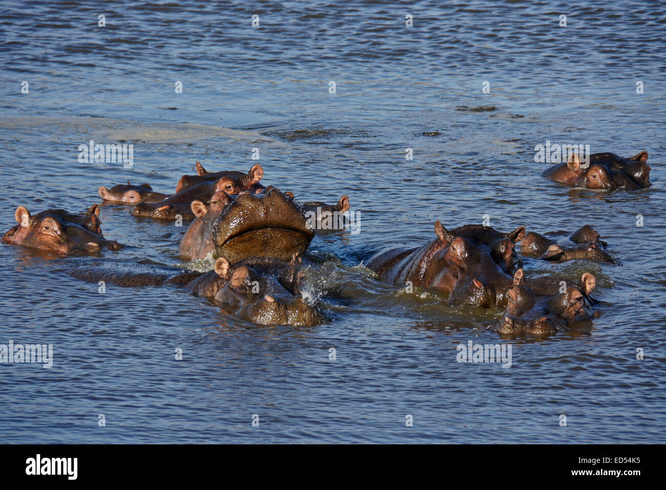 Hippos in Mara River, Masai Mara, Kenya Stock Photo - Alamy