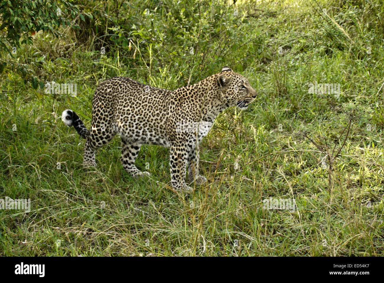 Leopard fat from feasting on kill, Masai Mara, Kenya Stock Photo - Alamy