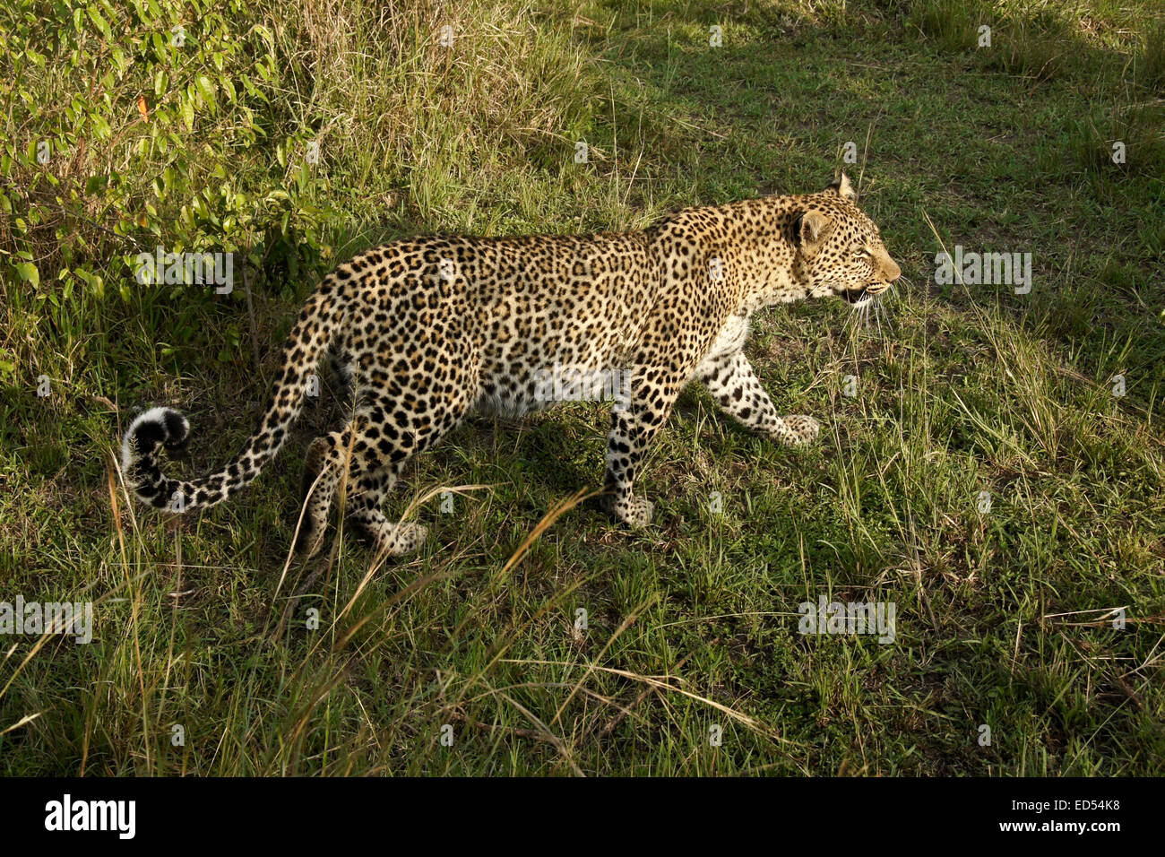 Leopard in grass hi-res stock photography and images - Alamy