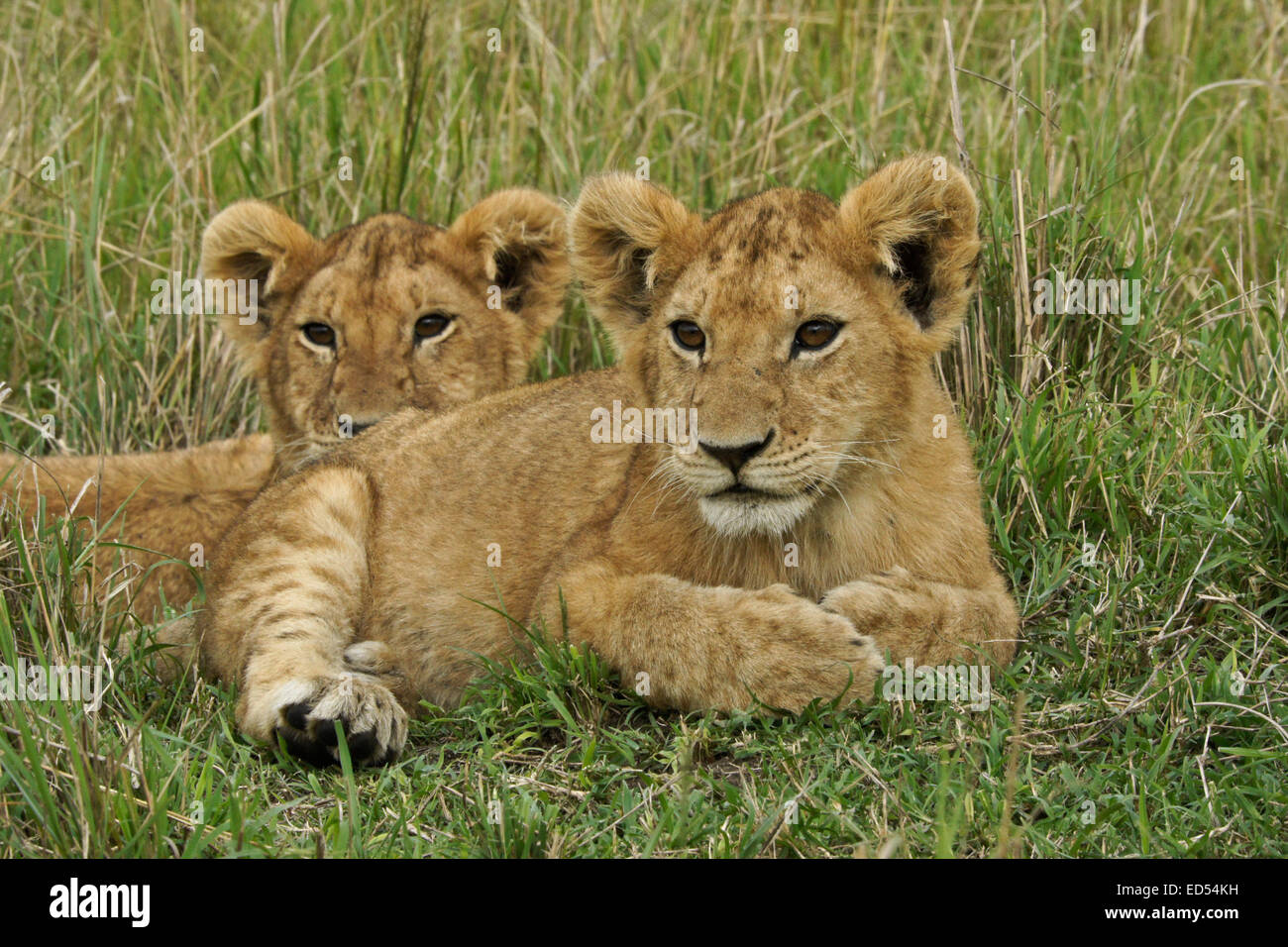 Lion cubs resting in grass, male sleeping and female watching over ...