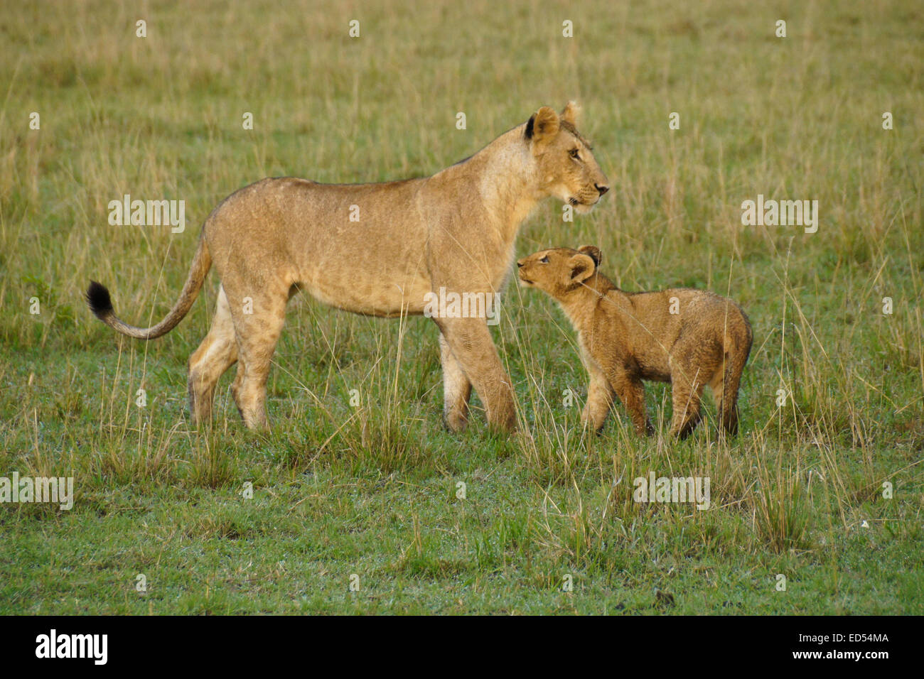 Lion cub looking up at older cub, Masai Mara, Kenya Stock Photo - Alamy