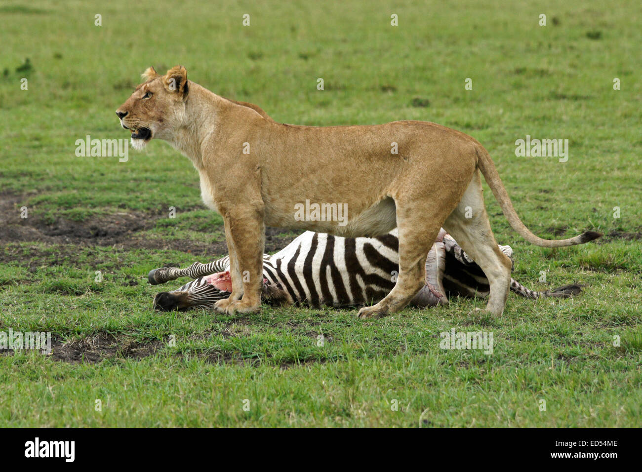 Zebra kill hi-res stock photography and images - Alamy