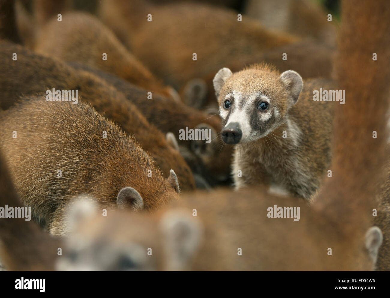 Cozumel Coati (Nasua nelsoni) Endemic, Critically endangered, Cozumel ...