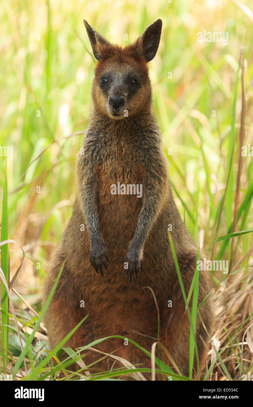 A photograph of a Red-necked Wallaby in a national park near Byron Bay ...
