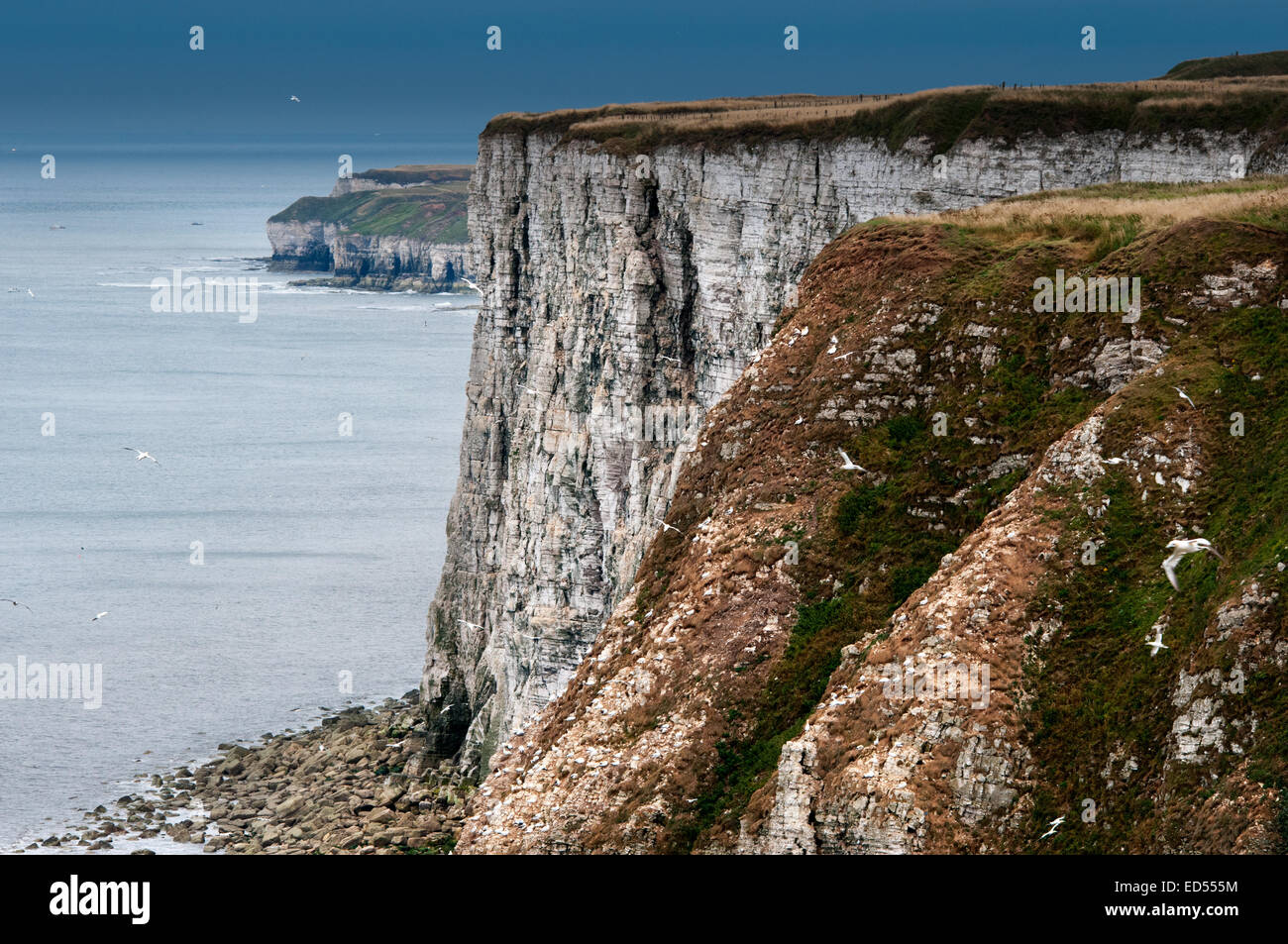 Bempton Cliffs is a nature reserve, run by the RSPB, at Bempton in the ...