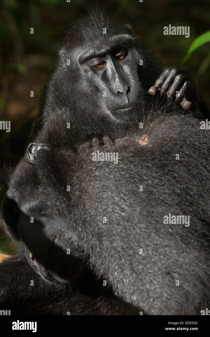 A Sulawesi black-crested macaque (Macaca nigra) is grooming another ...
