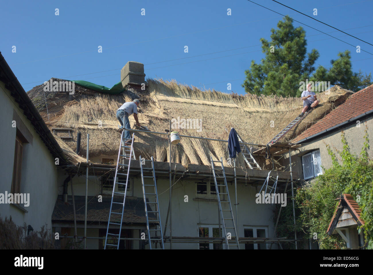 Norfolk reed phragmites hi-res stock photography and images - Alamy