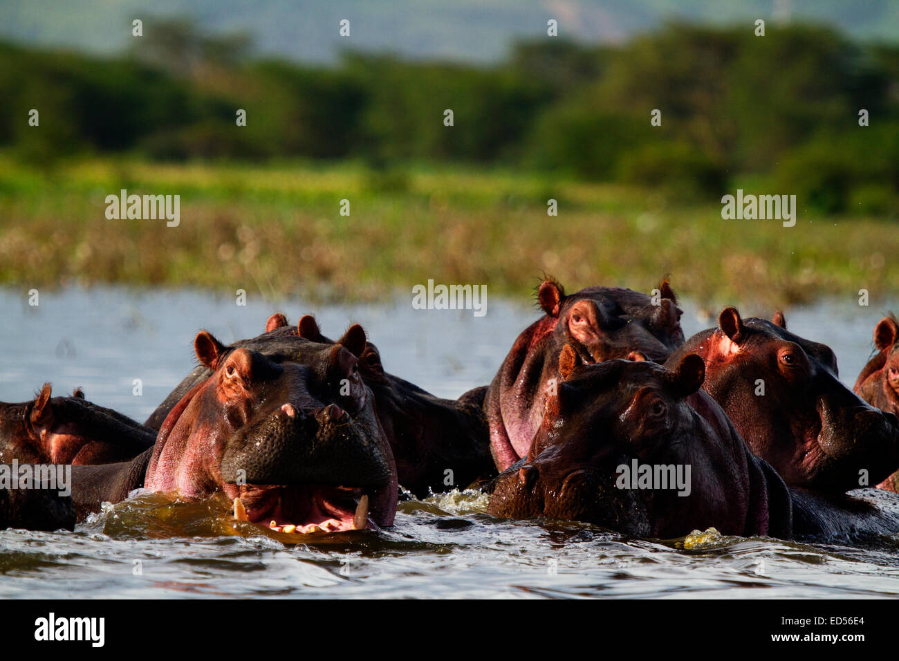 Hippopotamus ( Hippopotamus amphibius ), hippos in Lake Naivasha ...
