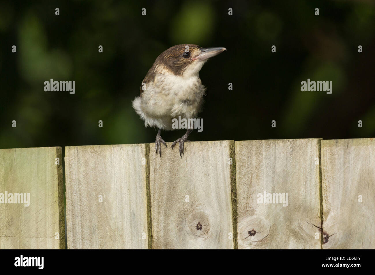 Australian Butcher Bird High Resolution Stock Photography and Images ...