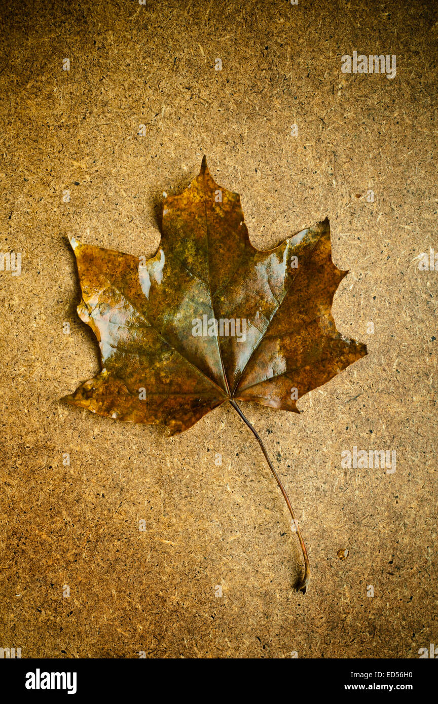 Brown maple leaf hi-res stock photography and images - Alamy