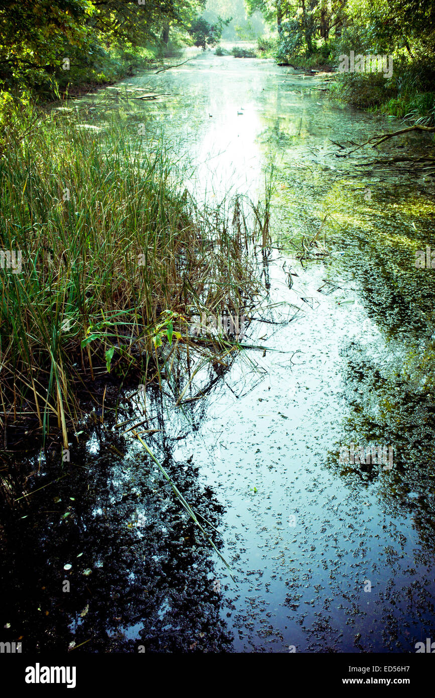 Mystery of the swamp hi-res stock photography and images - Alamy