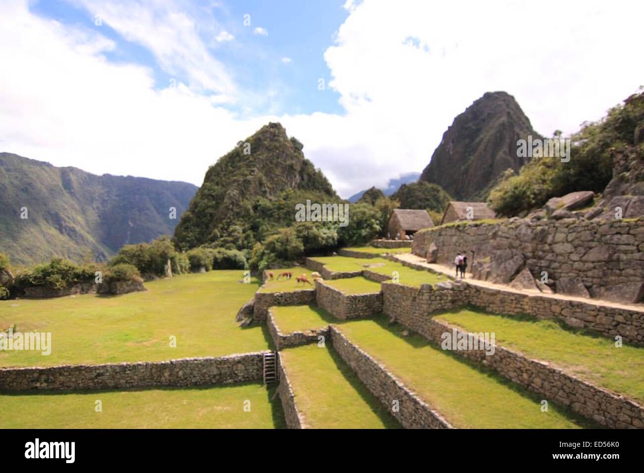 Incan stone buildings and terraces at Machu Picchu, Cusco, Peru Stock ...