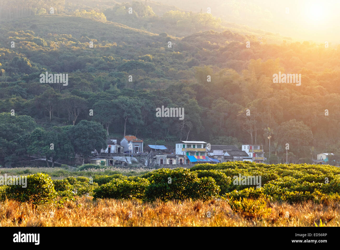 Old village with trees hi-res stock photography and images - Alamy