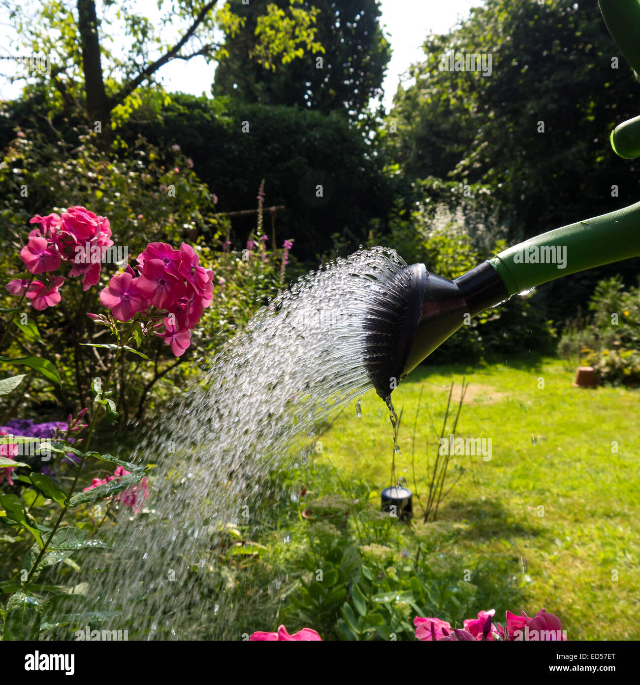 watering can in garden, watering flowers Stock Photo - Alamy