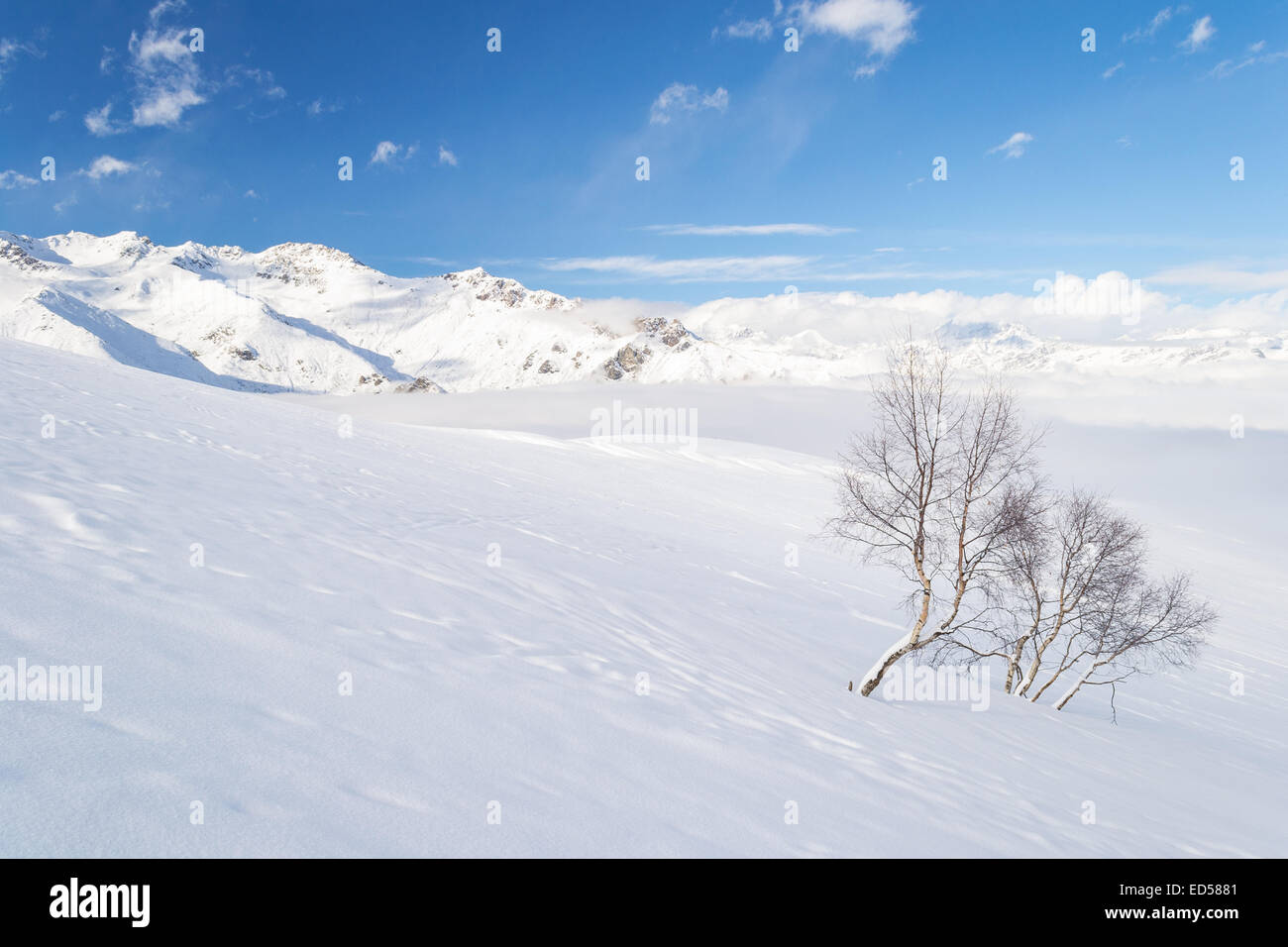 Snowy slope with birch trees in a foggy day and majestic alpine ...