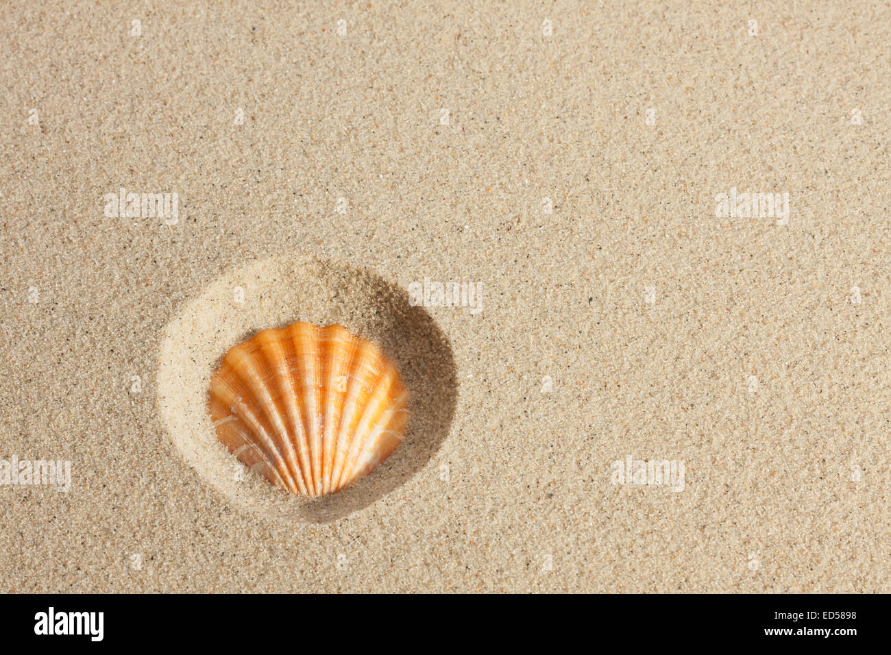 Seashell in the sand, can be used as background Stock Photo - Alamy