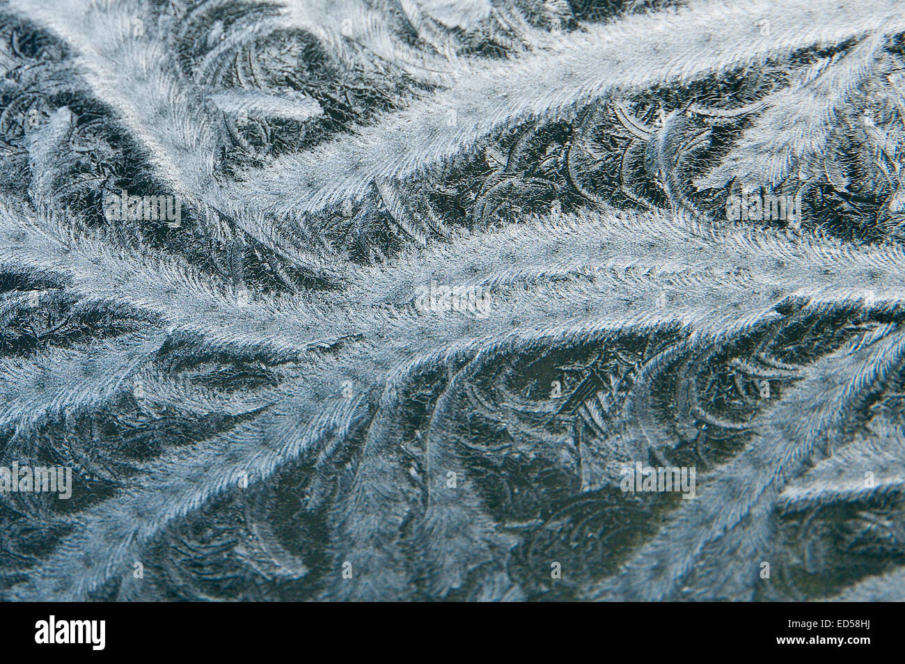 Builth Wells, Powys, Wales, UK. 28th December, 2014. Beautiful 'Fern ...