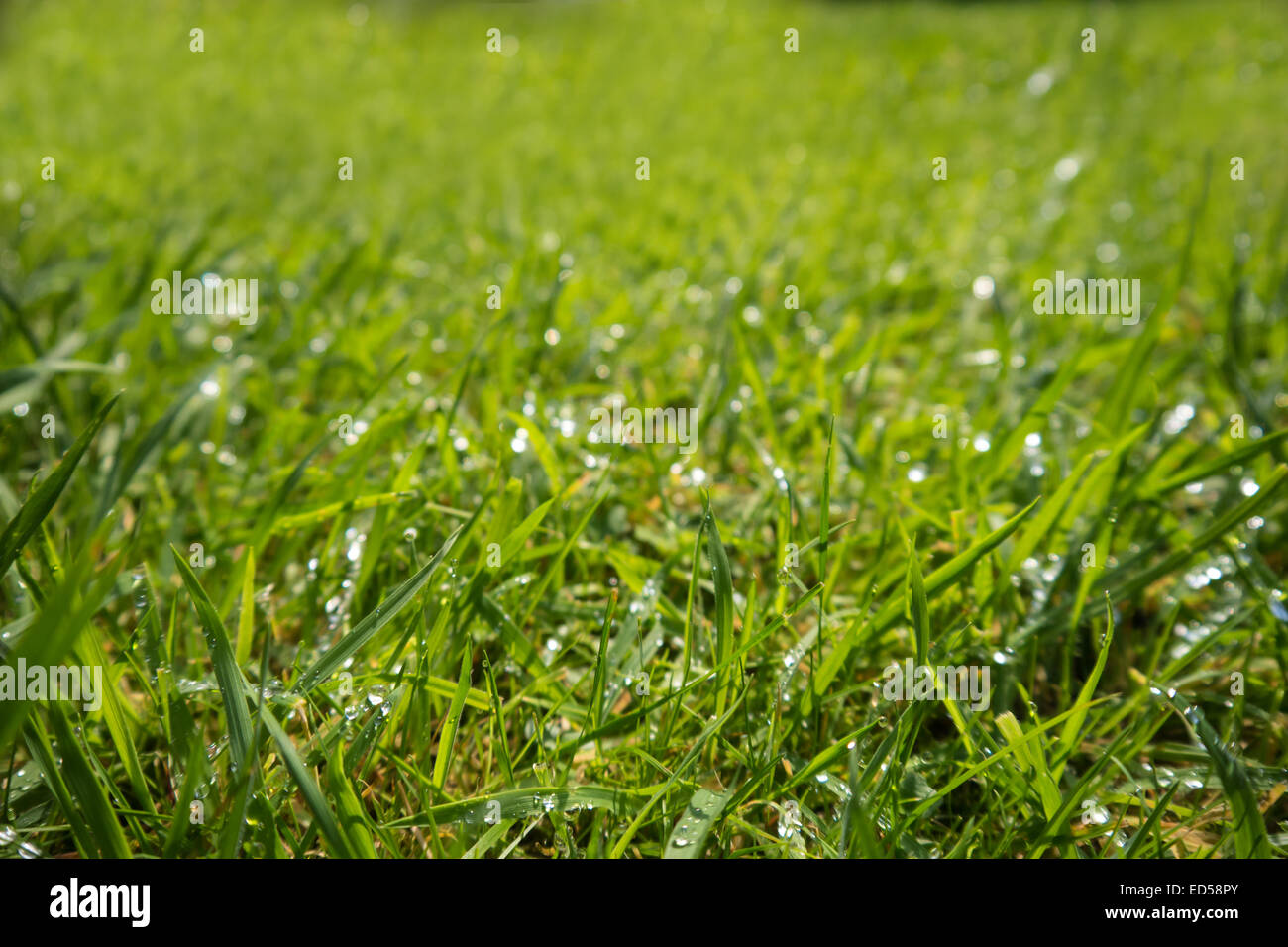 meadow after rain with raindrops Stock Photo - Alamy