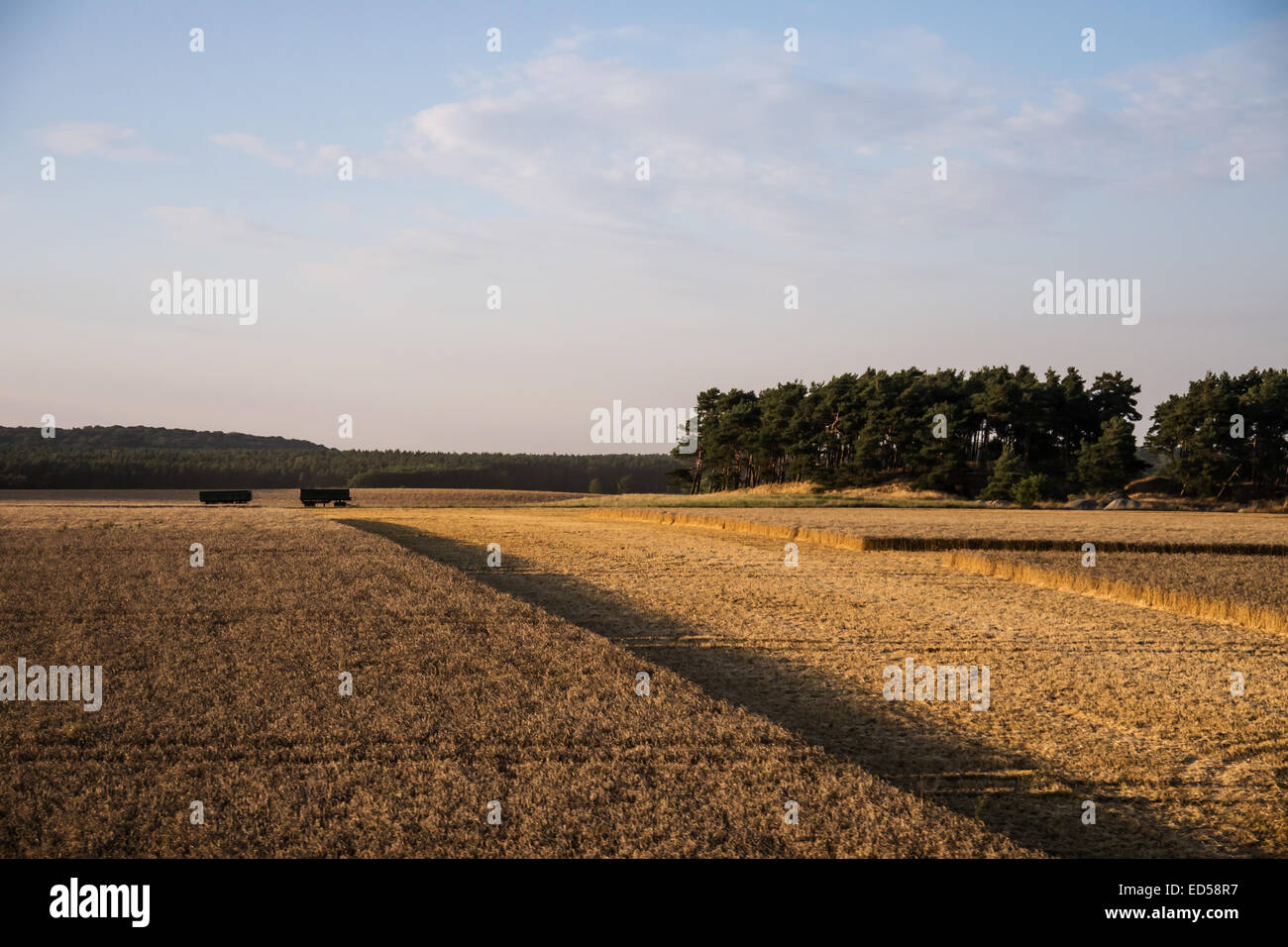 field and meadows in august (harvest time Stock Photo - Alamy